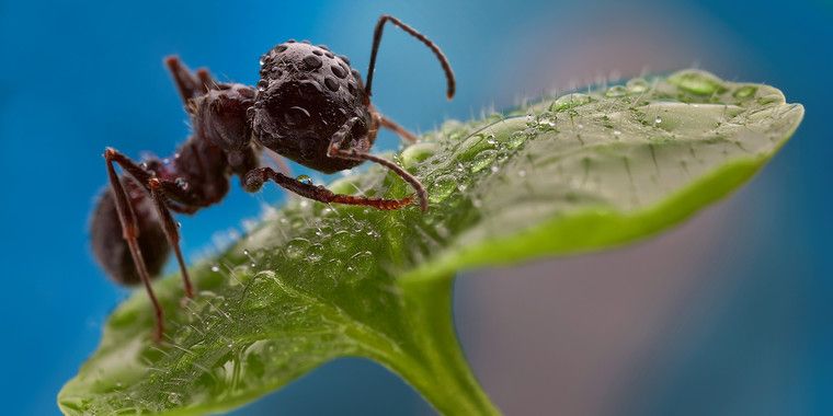 Join the The Textures Of Insects Photo Contest and win HD 8 Tablet ...